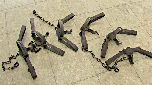 6, Victor/Blake #2 double long springs, coon, fox, bobcat, porcupine ...