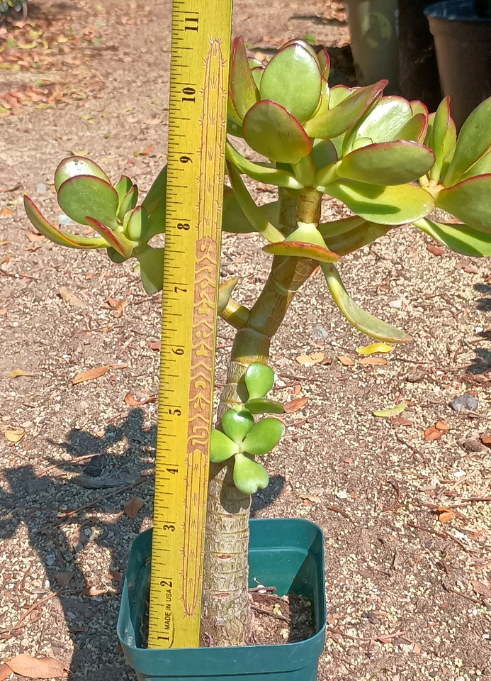 Golden Jade 'Hummel's Sunset' Crassula Ovata Argentea 10"x 10" rooted ...