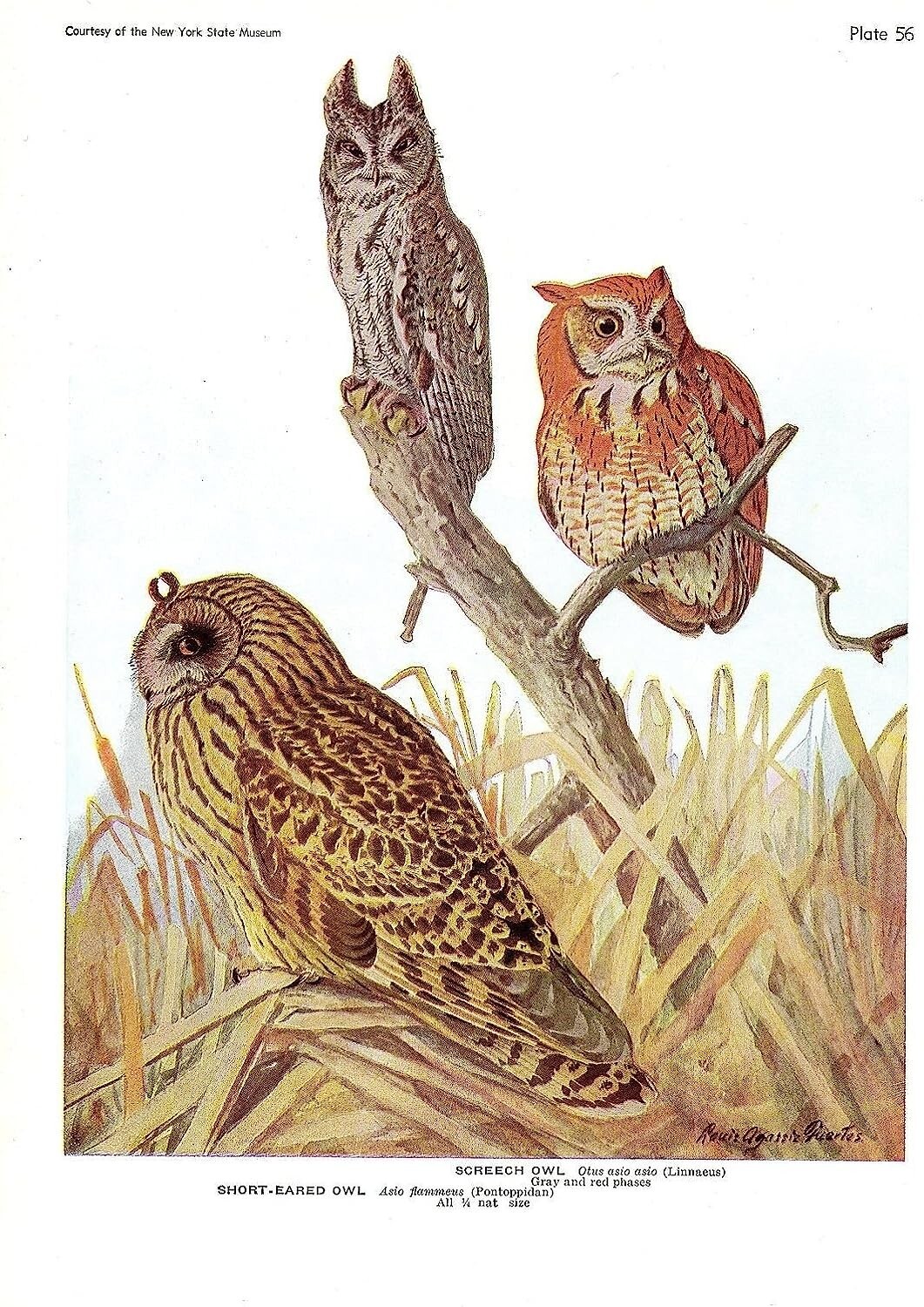 1936 Vintage FUERTES BIRDS #56 "SCREECH OWL, SHORT-EARED" Color Plate ...