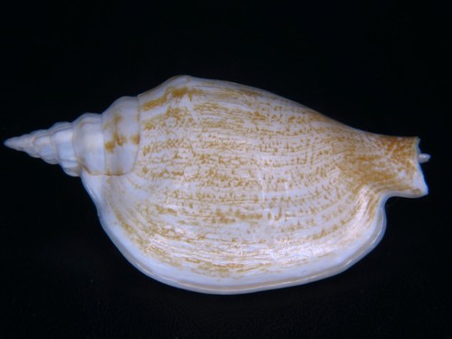 STROMBUS EPIDROMUS: RARELY OFFERED @ A FAIR PRICE W/OPERCULUM @ 74.41MM ...