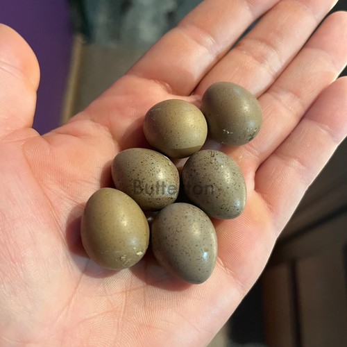 Fertile Button Quail Hatching Eggs – 6 Eggs - Fresh, Healthy, Fast ...