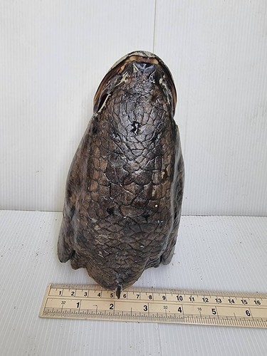 Real RARE Giant Snakehead Fish Paint Skull Taxidermy Mount Skeleton ...