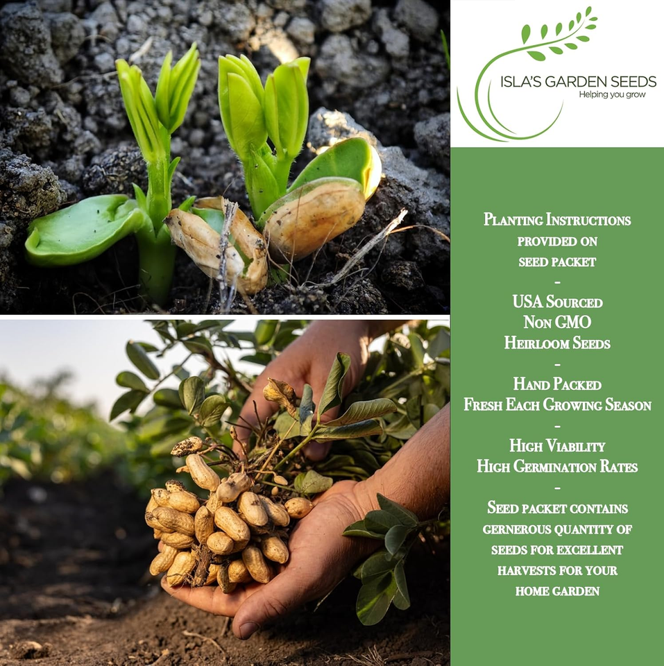 Carolina African Runner Peanut Seeds for Planting – 20 Heirloom Non-Gmo ...