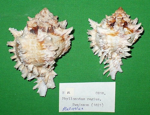 MUREX PHYLLONOTUS REGIUS #H4381 Mazatlan, Mexico 73 & 90mm | eBay