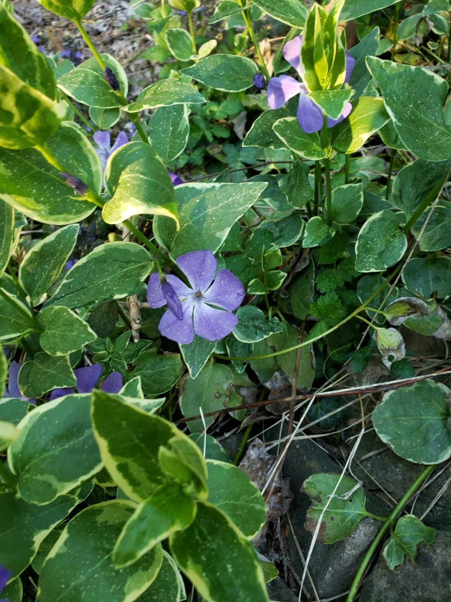Variegated Vinca Ground Cover Variegated Ground Cover Plant | D&V