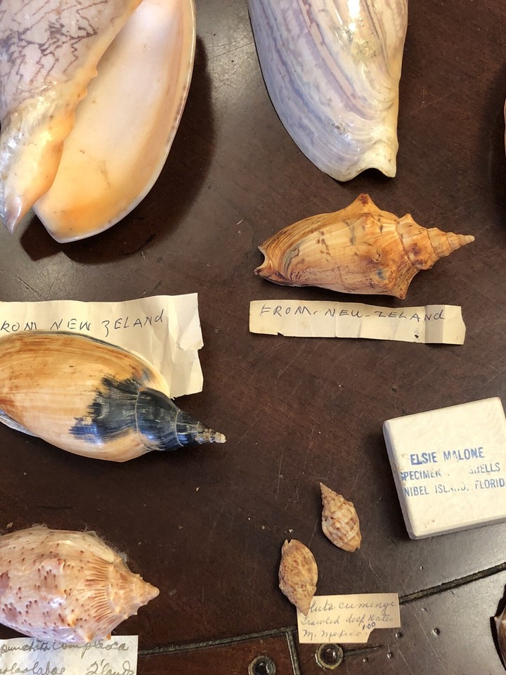 SIXTEEN COLLECTED SHELL W/ LARGE ROBUSTA MARIONAE, OR CHOICE?? | eBay