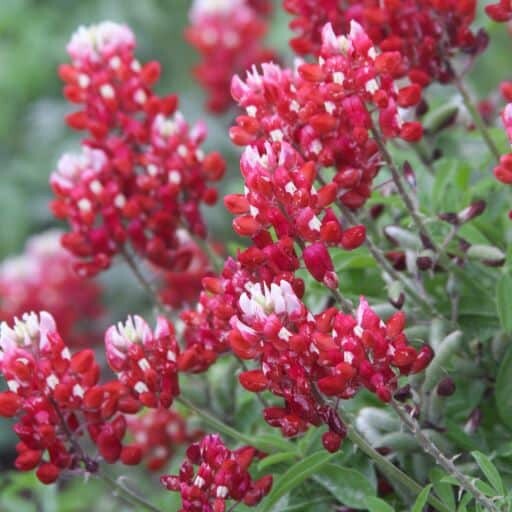 15 Maroon RED TEXAS BLUEBONNET SEEDS / LUPINE Rare TX Wildflower Seeds ...