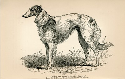 OLD ANTIQUE 1895 NAMED BORZOI RARE ENGRAVING DOG PRINT by R H MOORE | eBay