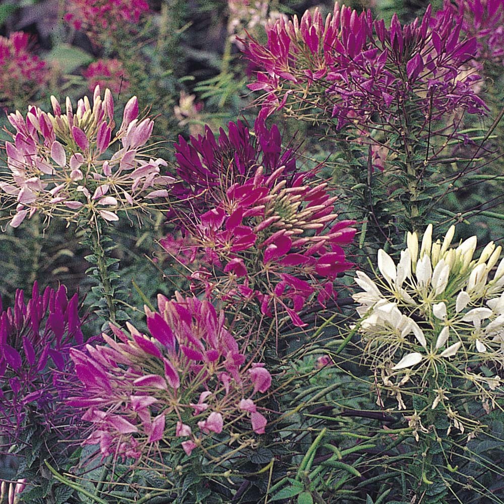 120+ CLEOME QUEEN MIX FLOWER SEEDS / DEER RESISTANT / FRAGRANT/ TALL ...