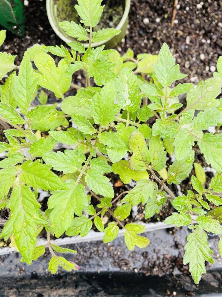 2 Moneymaker Tomato Plug Plants Homegrown Organic Ready To Plant Rooted ...