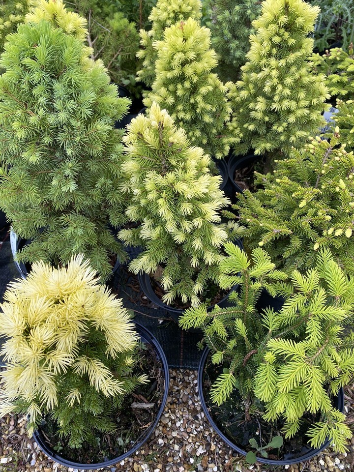 3X ORNAMNENTAL DWARF PINE MIXED PLANTS HARDY EVERGREEN TREES 2LT POTS ...