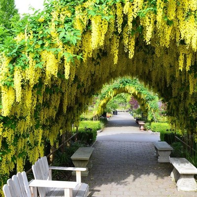 Laburnum anagyroides, Common Laburnum Golden Chain Tree. Height 1.0-1.2 ...