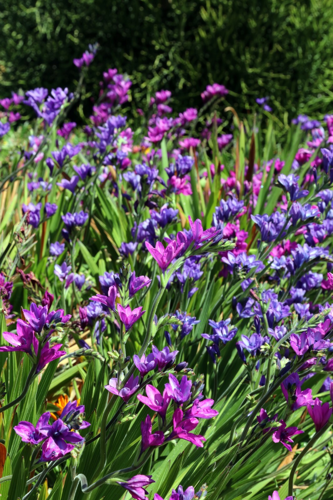 10 x Babiana Stricta Mixed Bulbs Baboon Flower Fragrant Perennial ...