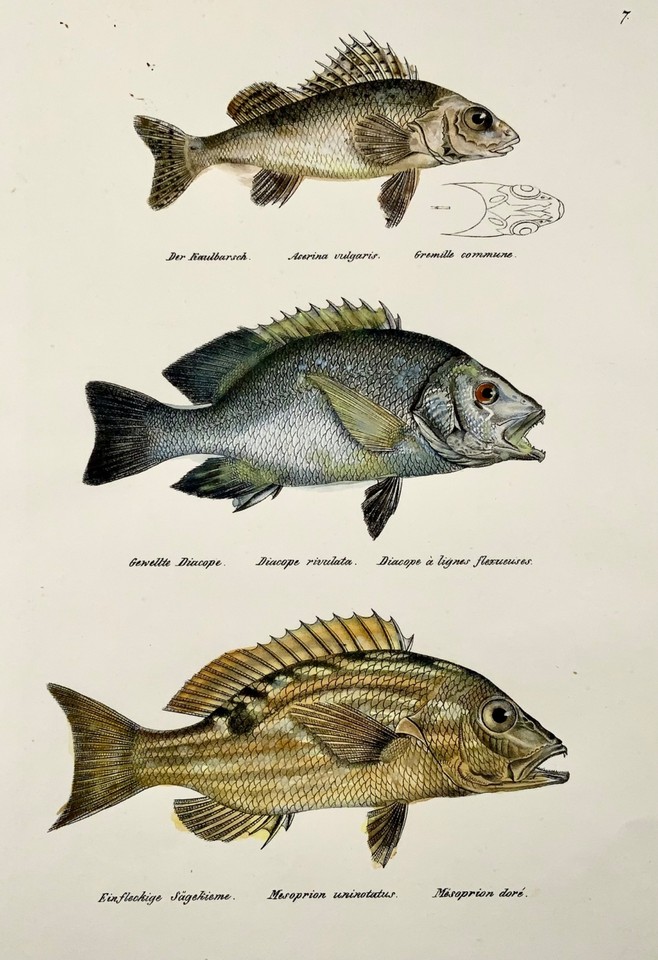 1833 Threadfin Bream, Ruffe, Pesce, Schinz, Folio, Litografia A Colori ...