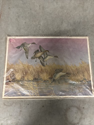 Maynard Reece Signed Duck Art Print Pintails (14x10.5”) In Seal | eBay