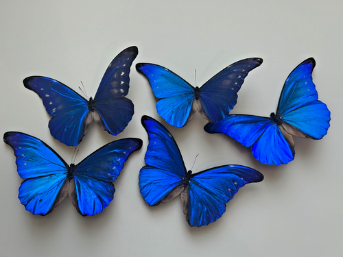 5 Morpho Cacica's in A- condition | eBay
