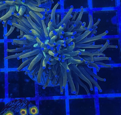 Rapunzel Grail Torch Coral- Splitting Heads | eBay