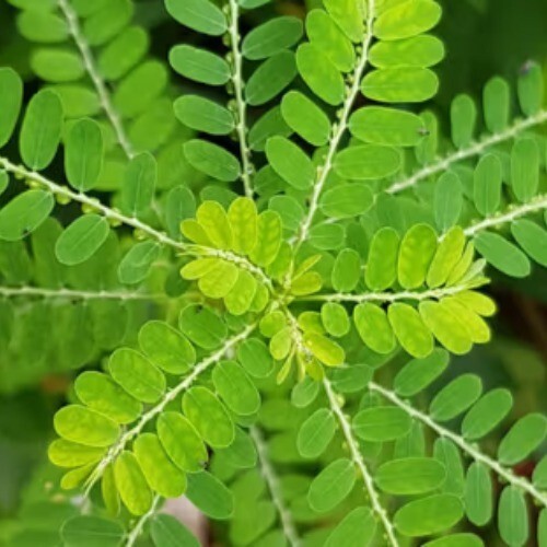 25g Phyllanthus Niruri Dry Natural Dried Herb Chanca Piedra Pure ...