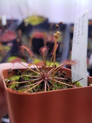 Drosera intermedia "Roraima" Seeds - Tropical Carnivorous Sundew Plant ...