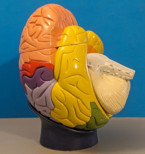 Denoyer Geppert Anatomical Brain Model - Science Lab Anatomy Education ...