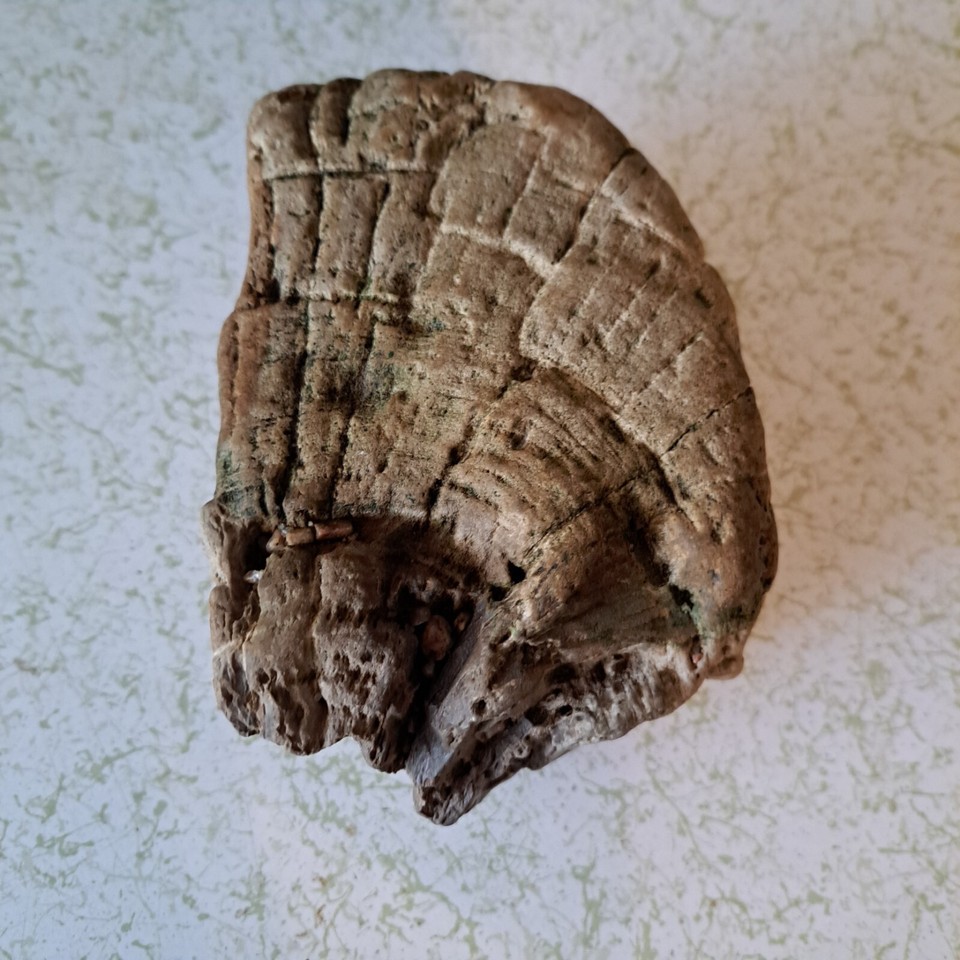 Colorado Petrified Fossil Wood Tree Heartwood Growth Rings Natural ...