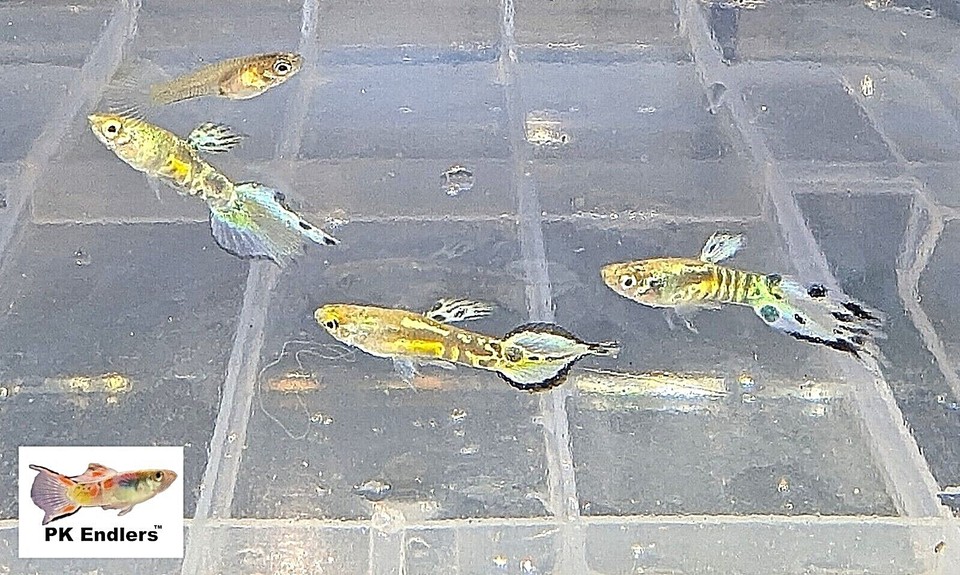 PK Endlers YELLOW PASTEL WILDCAT ENDLERS - CHOOSE OPTIONS | eBay