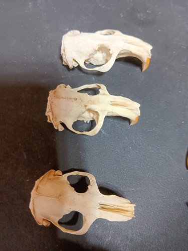 real animal gopher skull bones skeleton teeth tooth | eBay