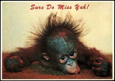 Vintage Sure Do Miss Yah! Baby Orangutan Postcard by Petley Studios | eBay