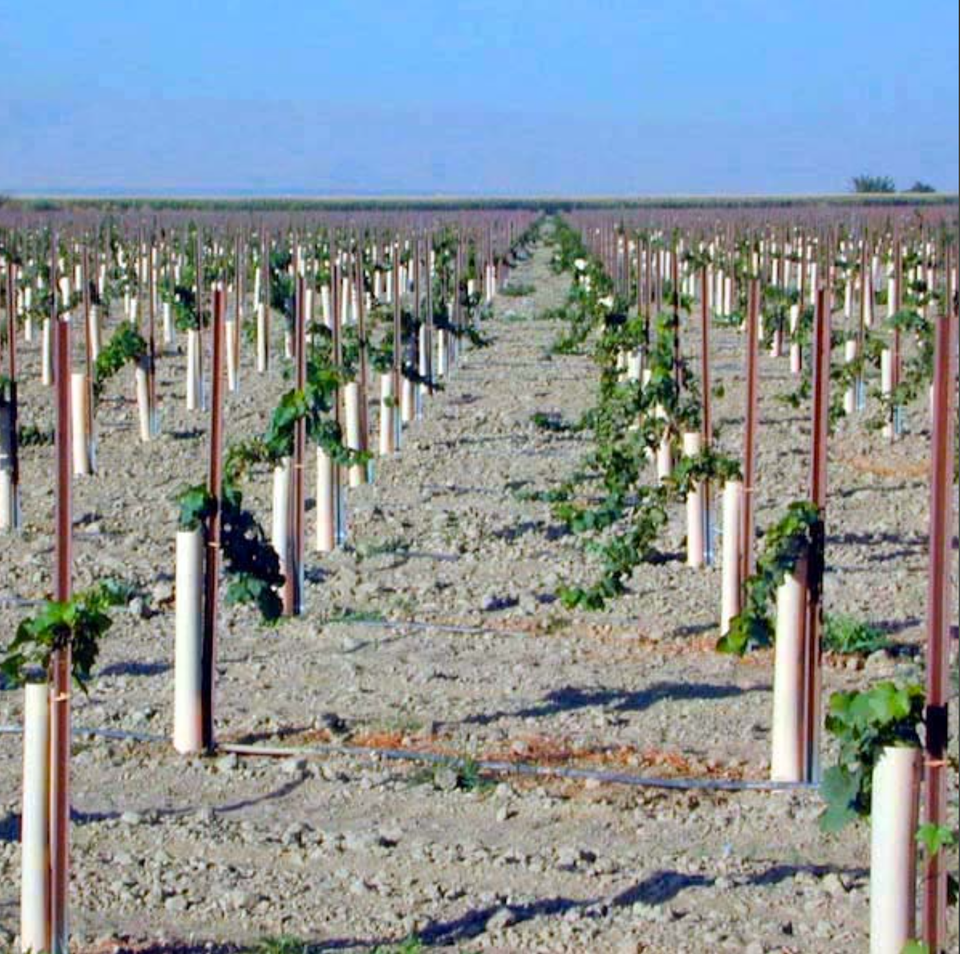 Grow Tubes For Vines Vineyards Orchard Plantra Jump Start | eBay