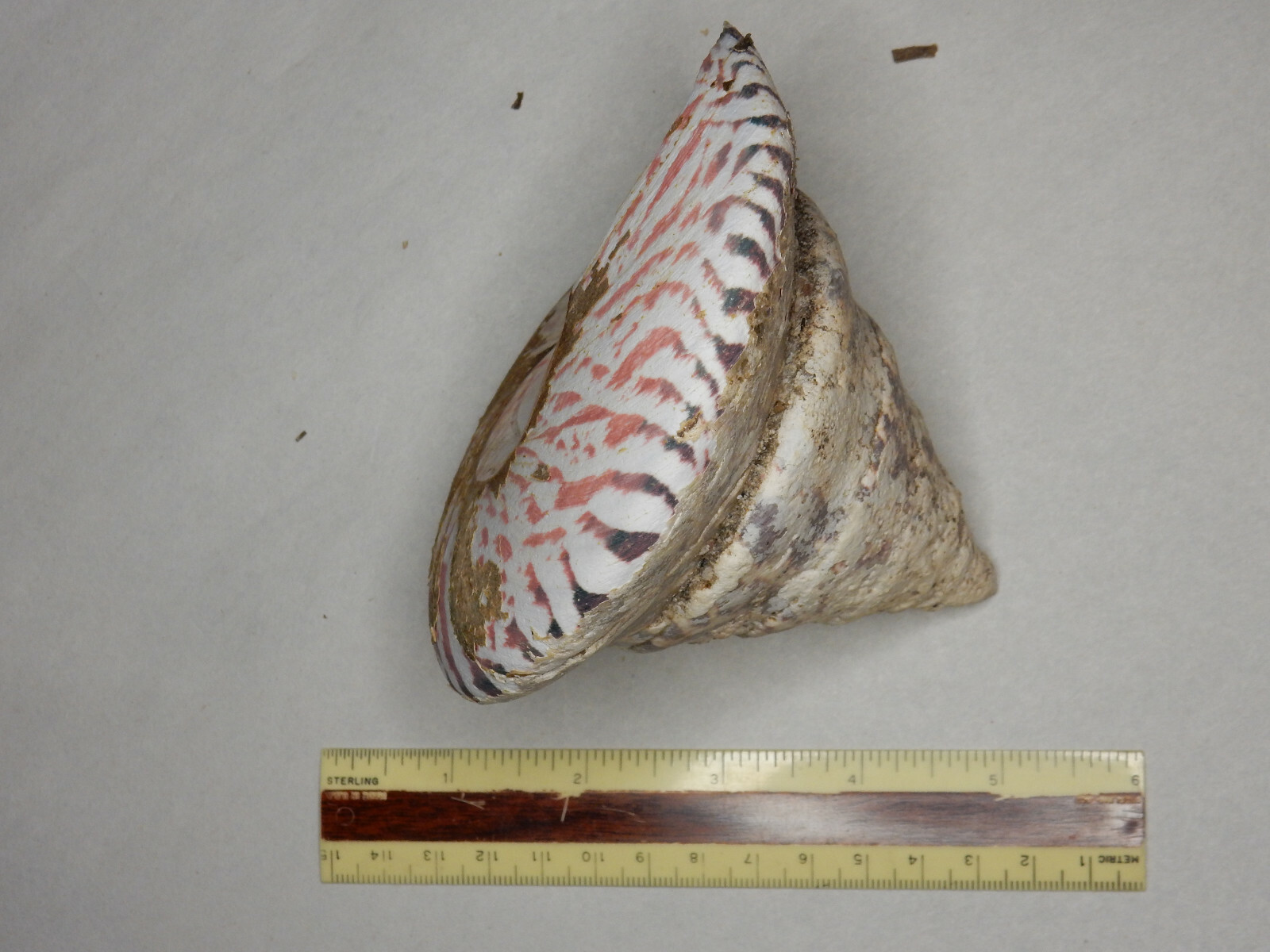 Large Top Shell - Trochus Niloticus - Kwajalein Atoll - Marshall Is - 4 ...