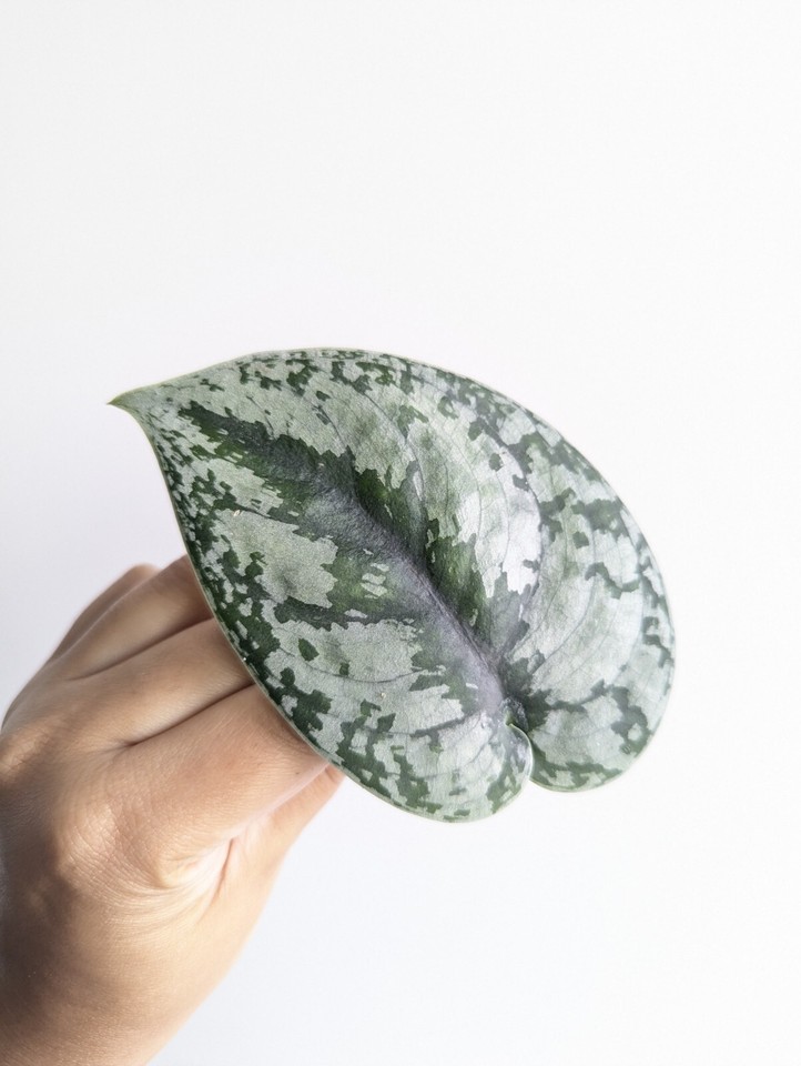 Scindapsus Pictus Tattoo | eBay UK