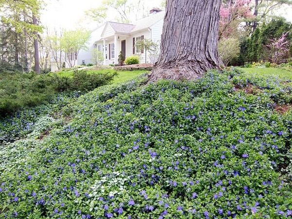 Creeping Myrtle Ground Cover Vinca Minor (Periwinkle): Minnesota