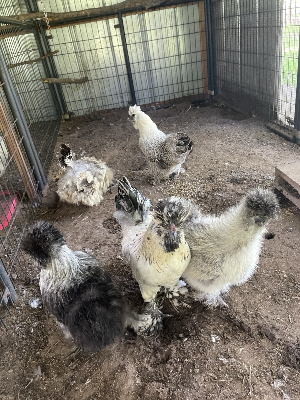 12+ Silver Pencil Laced Silkie/Satin Hatching Eggs Hens Satin/Frizzle ...
