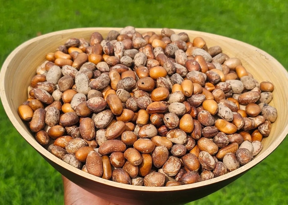 ORGANIC AFRICAN NUTMEG, EHURU, CALABASH NUTMEG, EHIRI, EFURE, MONODORA ...