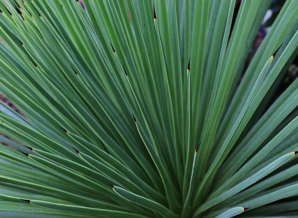 Agave Stricta Longifolia (1 Pflanze vq9-9x9x10) | eBay