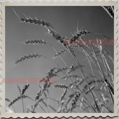 50s HARDIN TOWN BIG HORN COUNTY MONTANA WHEAT PLANTS FARM VINTAGE USA ...