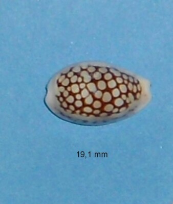 Cypraea Esontropia Francescoi Madagascar XXL 19,1 mm | eBay