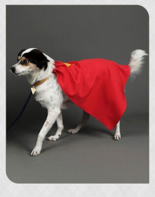 Anime Superman Superdog Krypto Cosplay Cloak Dog Pet Clothing Cape ...
