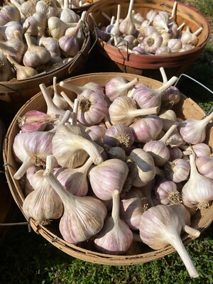 Garlic, Pehoski Purple -- Large Bulbs, Seed Garlic --- Organic | eBay