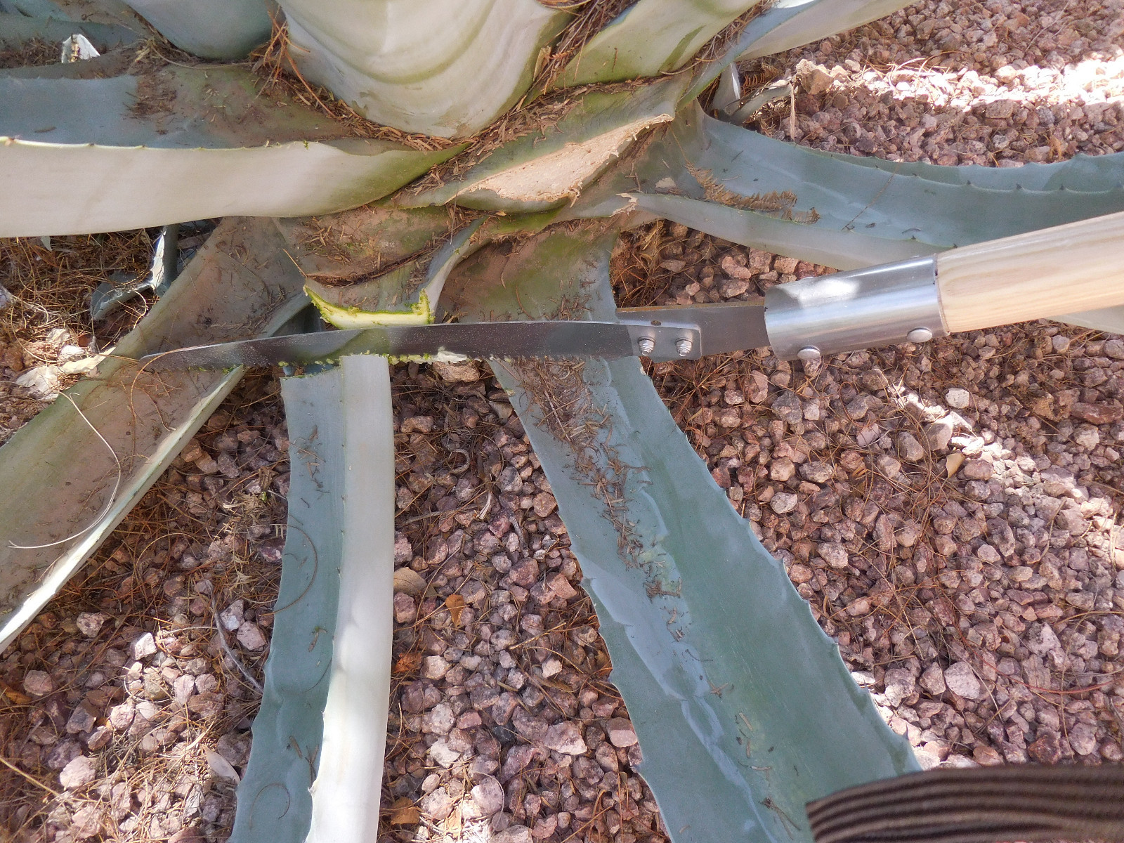 6' long agave and cactus trimmer cutter with blade and handle | eBay