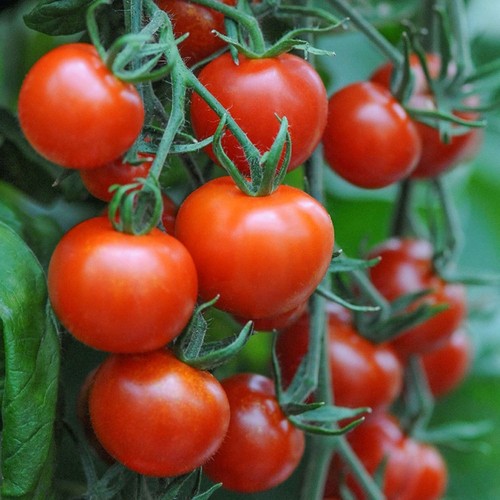 ORGANIC BIO Tomato Losetto Losseto Lossetto F1 Tomate Pomodoro 12 SEEDS ...
