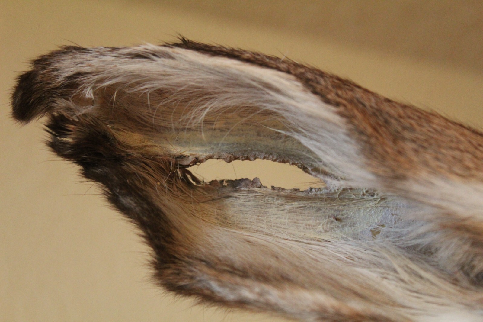 Whitetail Deer Head Shoulder Mount Taxidermy Cape Shed Antler Hunt Mule ...