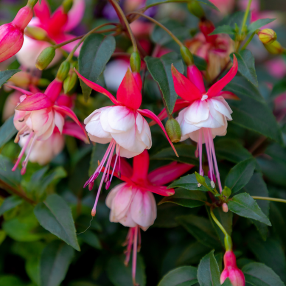 Hardy Fuchsia 'Snowcap' 9cm / 3L | eBay UK