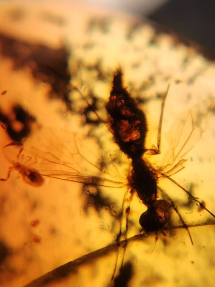 Pseudoscorpion&unknown fly Burmite Myanmar Amber insect fossil dinosaur ...