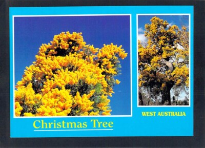 E6143 Australia Wildflowers native Christmas Tree Rolsh postcard | eBay ...
