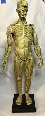 Andrew Cawrse Male Anatomy Model | eBay