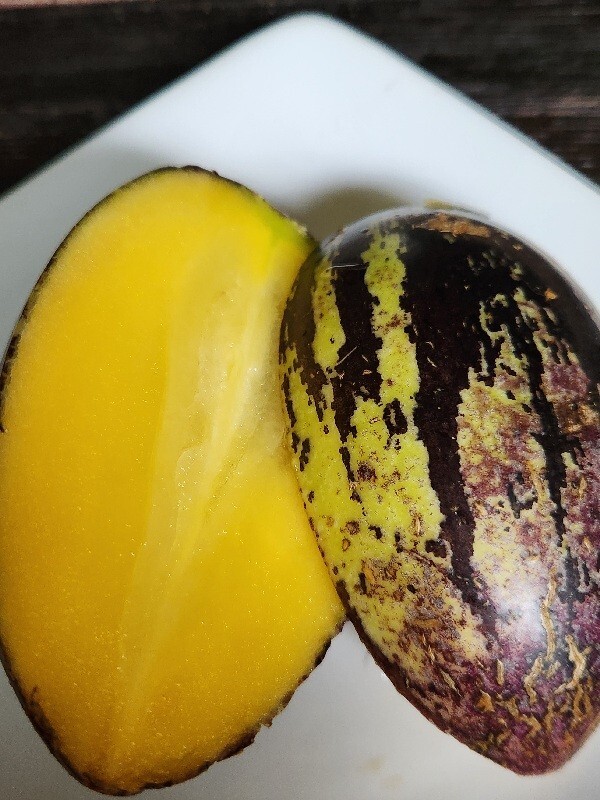 2 Sweet Pepino Melon Rooted Plants 1 Kendall Gold 1 New Yorker 人蔘果 ...