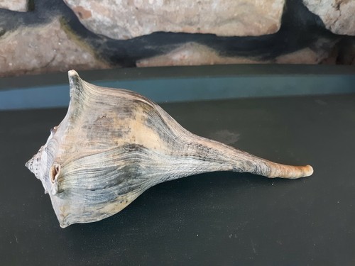 Conch Shell Natural Tritons Horn Seashell Shells Clam Large 10" x 5 ...