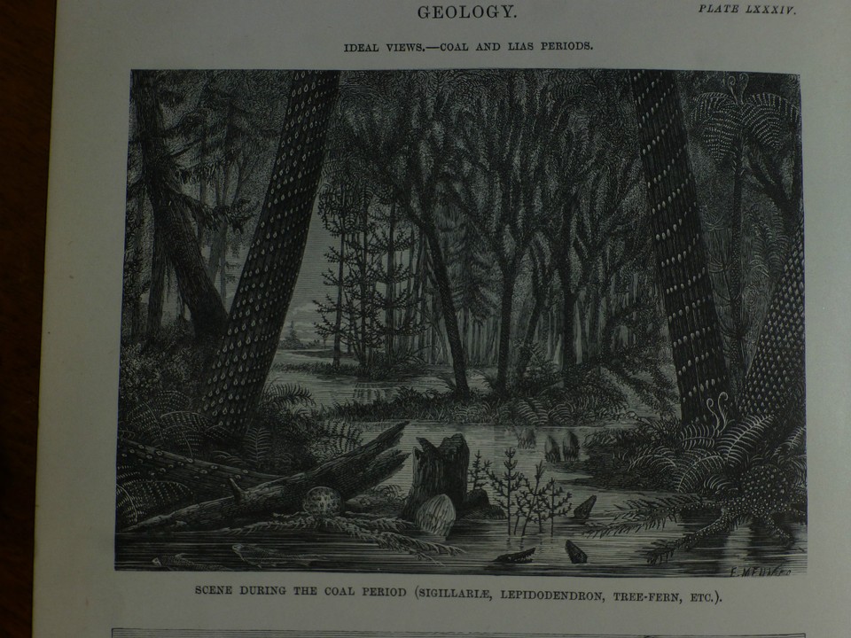 1874 ENGRAVING GEOLOGY - Ideal Views COAL, LIAS, Lower Oolite & MIOCENE ...
