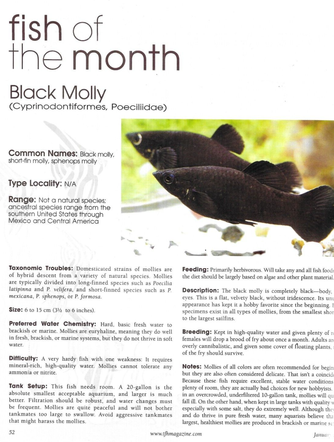 Tropical Fish Magazine World's Most Amazing Tanks Angelfish Gouramis ...
